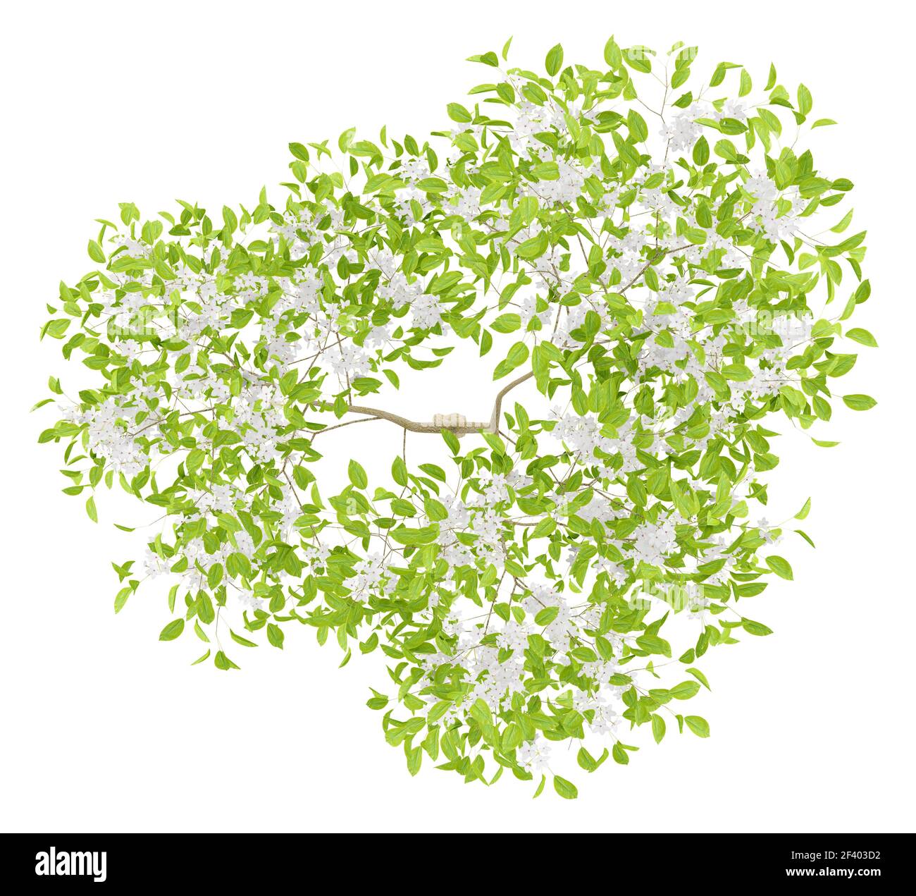 top view of flowering pear tree isolated on white background. 3d ...