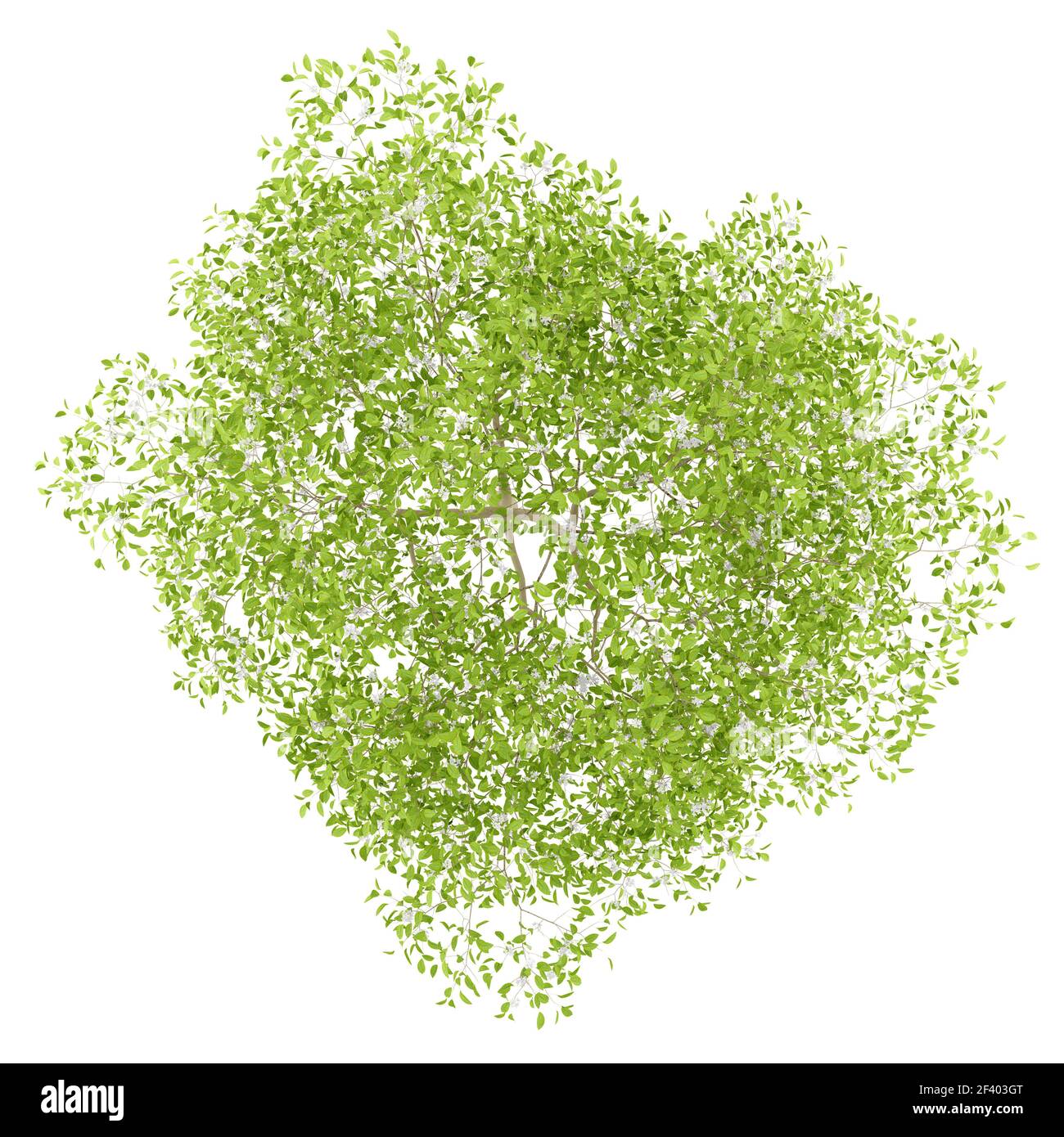 top view of flowering pear tree isolated on white background. 3d ...