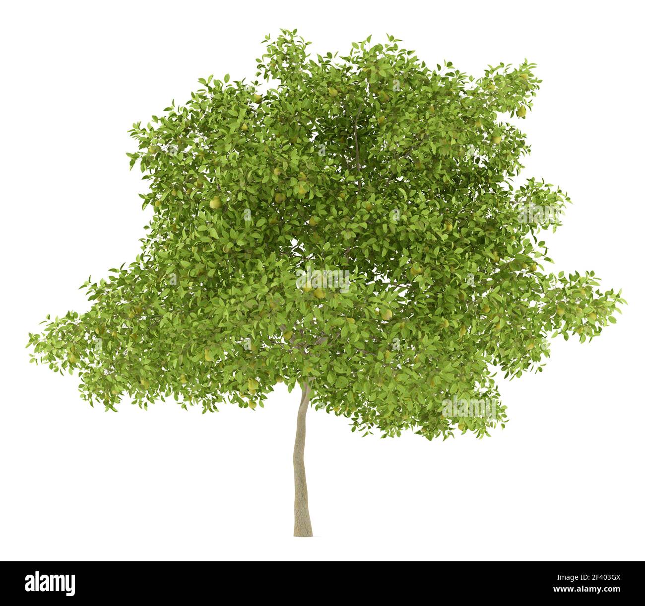 pear tree with pears isolated on white background. 3d illustration ...