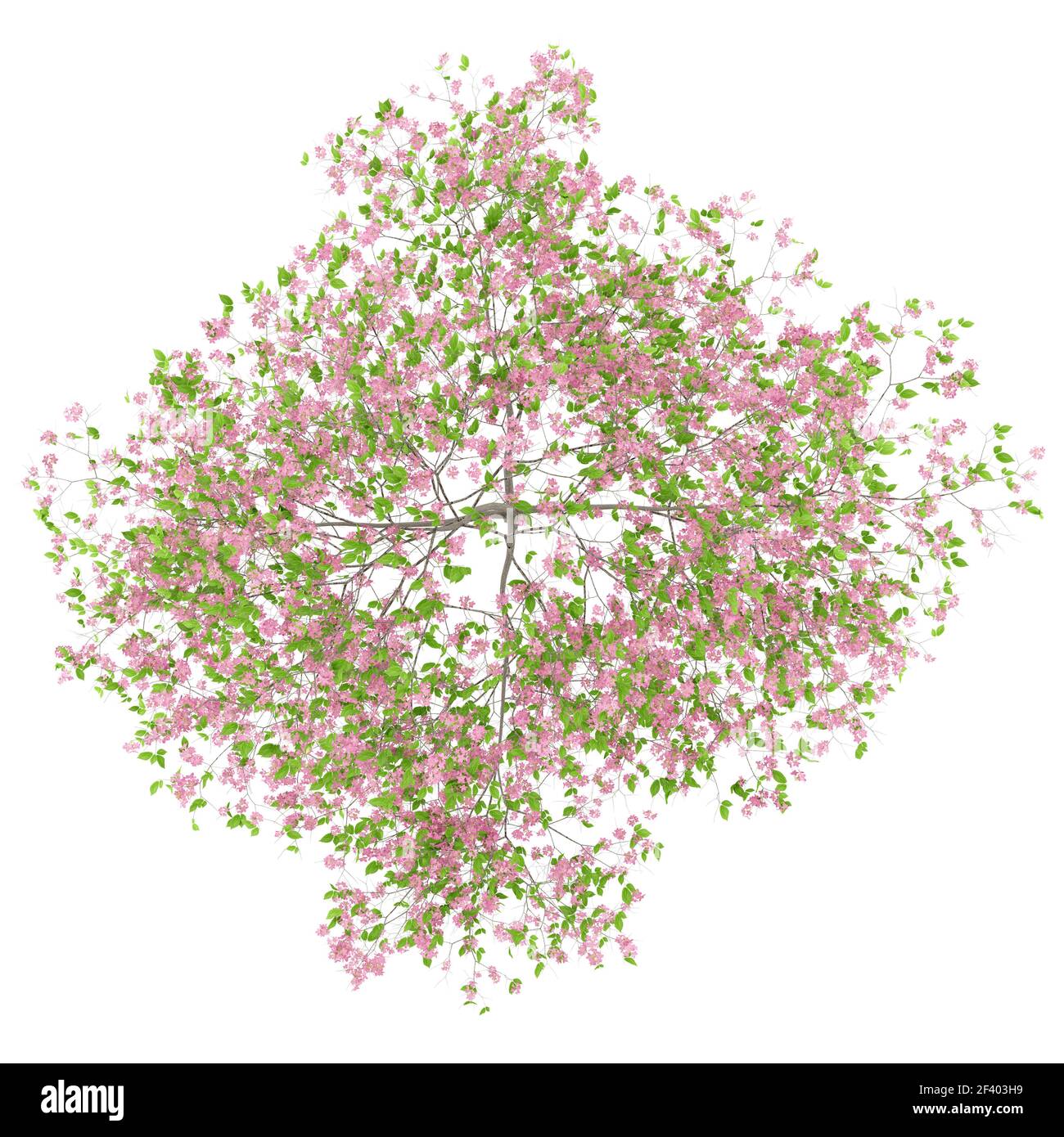 top view of flowering plum tree isolated on white background. 3d ...
