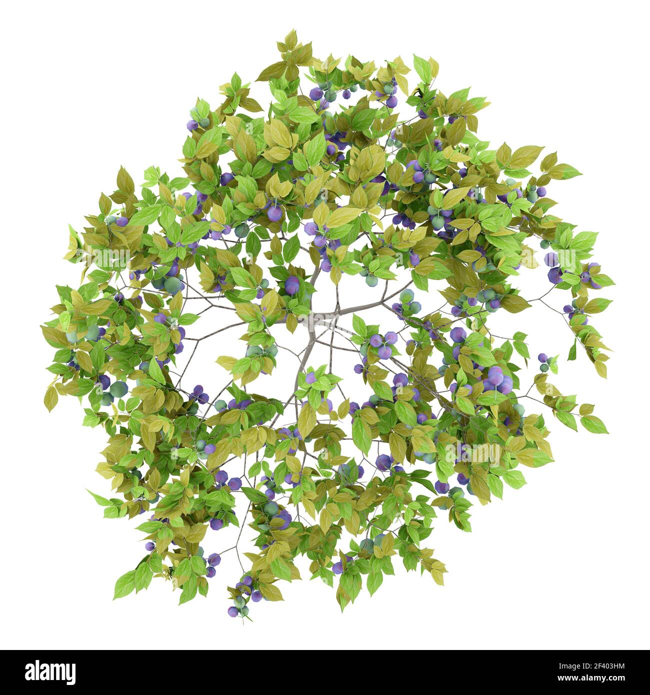 top view of plum tree with plums isolated on white background. 3d ...