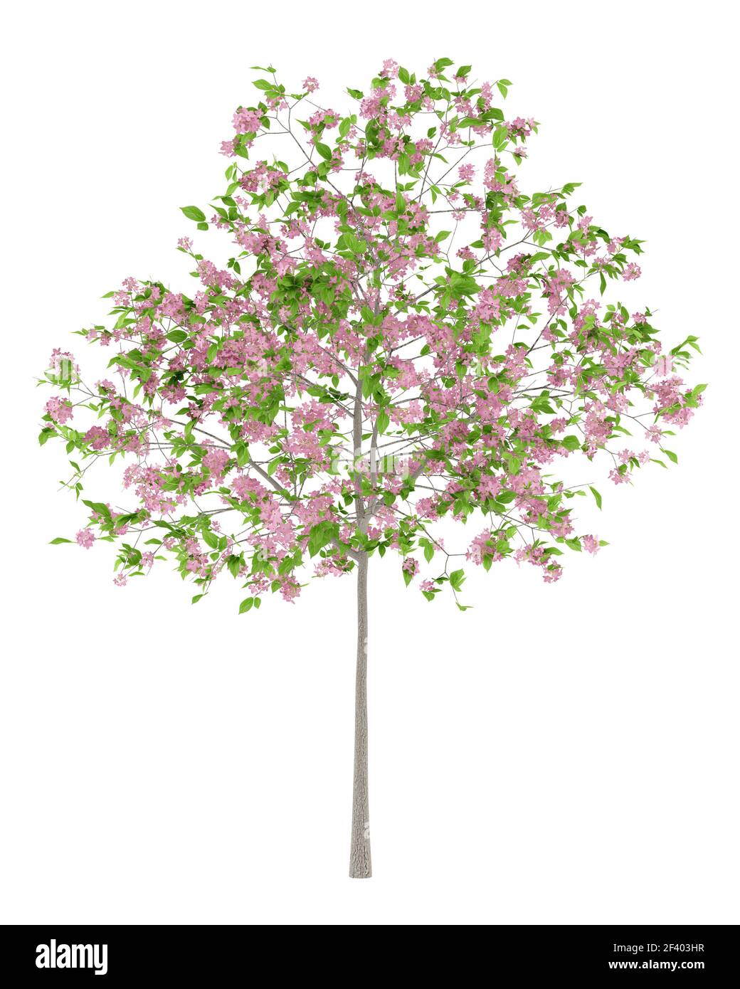 flowering plum tree isolated on white background. 3d illustration ...