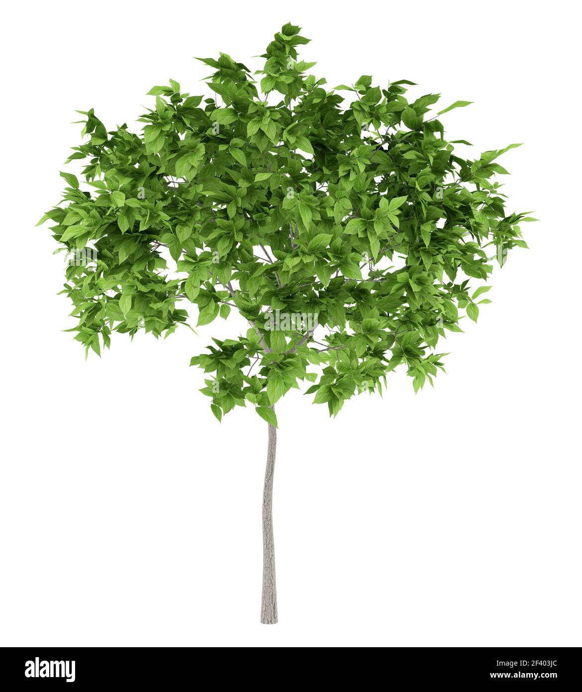 plum tree isolated on white background. 3d illustration Stock Photo - Alamy