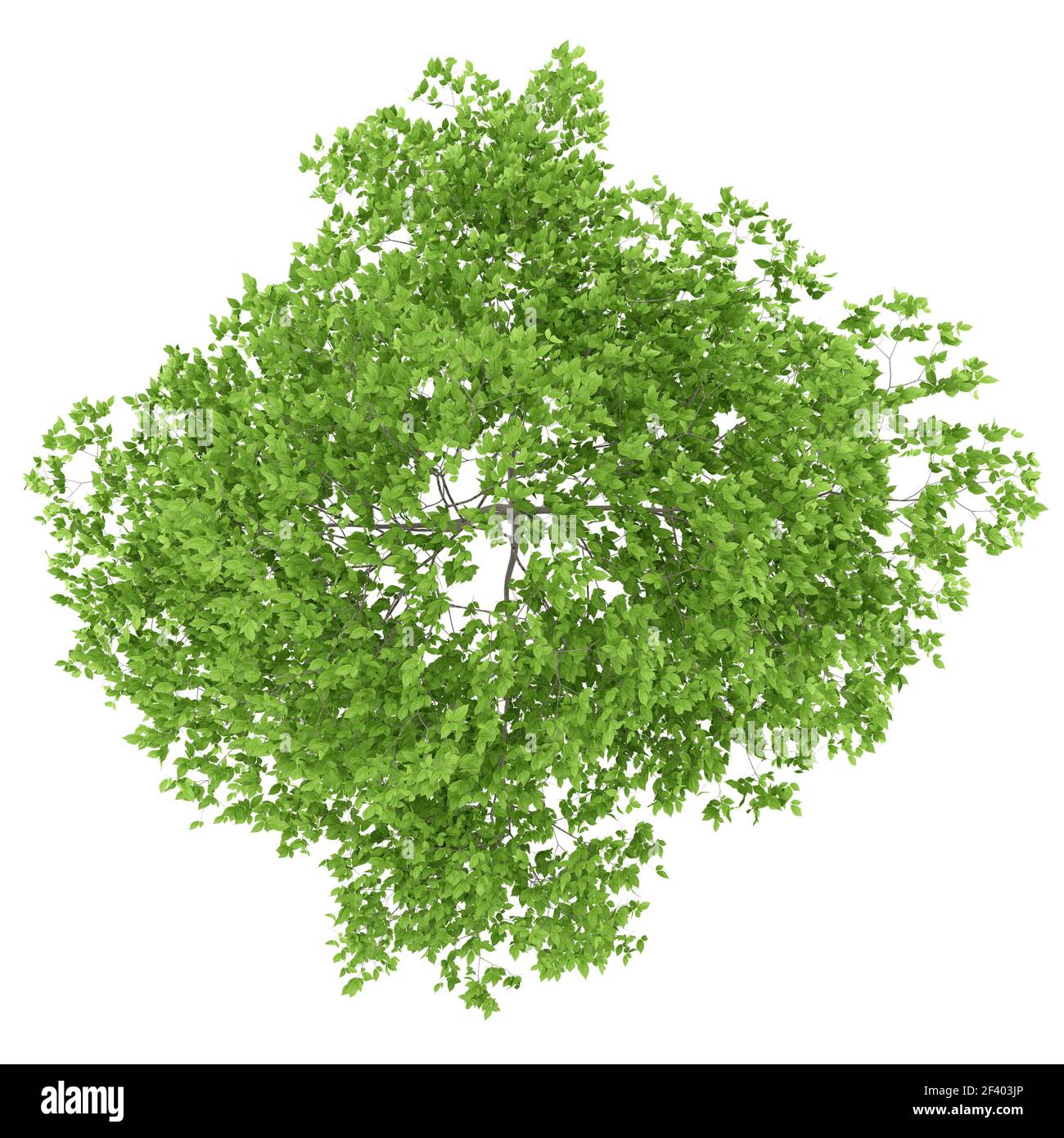 top view of plum tree isolated on white background. 3d illustration ...