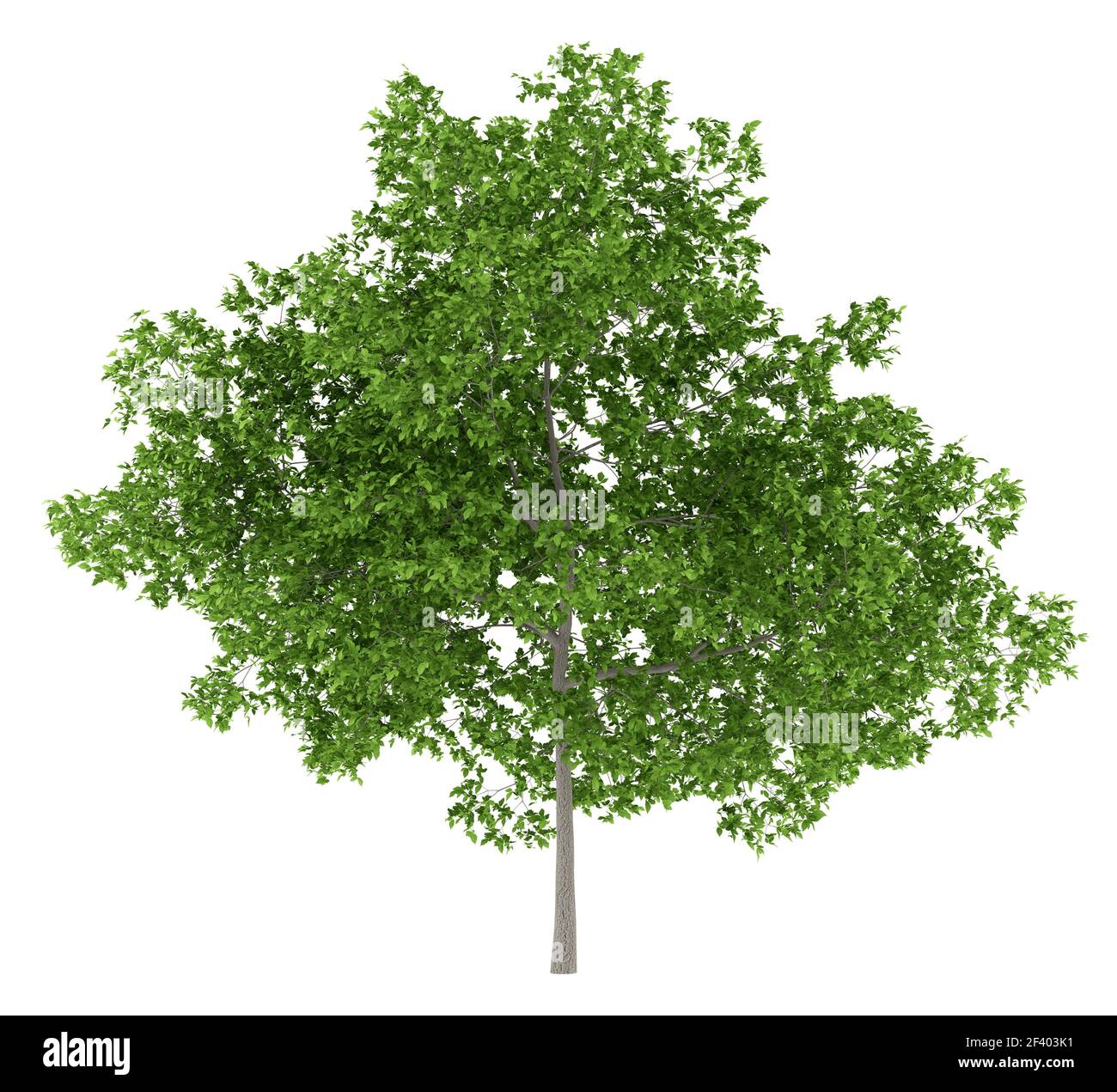 plum tree isolated on white background. 3d illustration Stock Photo - Alamy