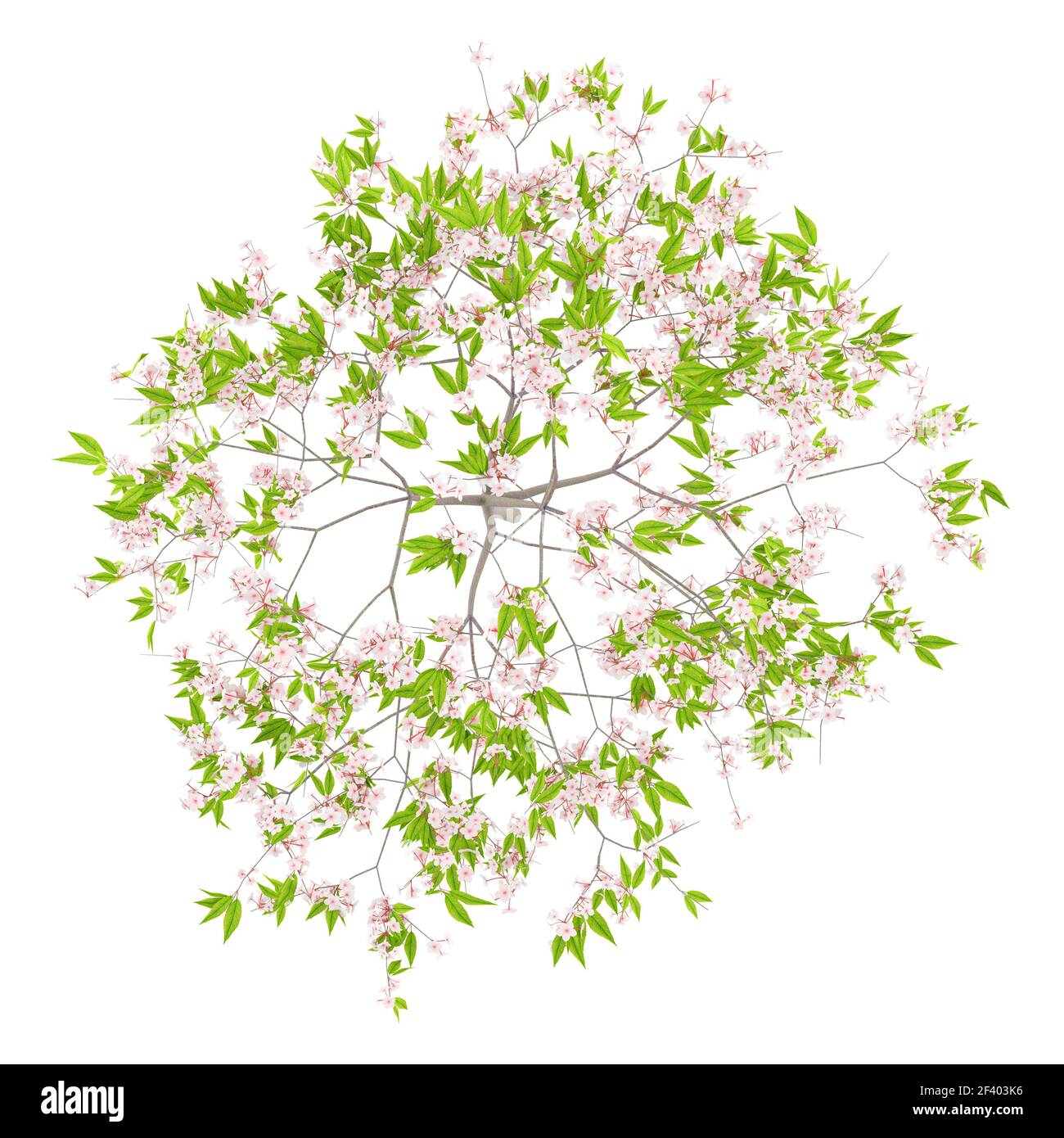 top view of flowering cherry tree isolated on white background. 3d ...