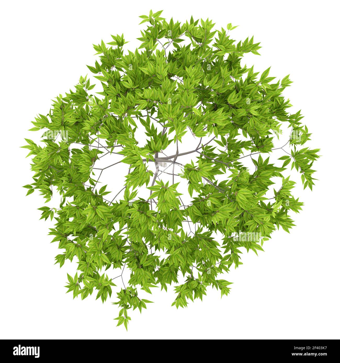 top view of cherry tree isolated on white background. 3d illustration ...