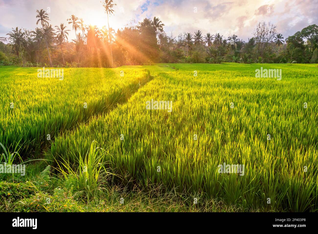 Paddy field rice farming terraces hi-res stock photography and images ...