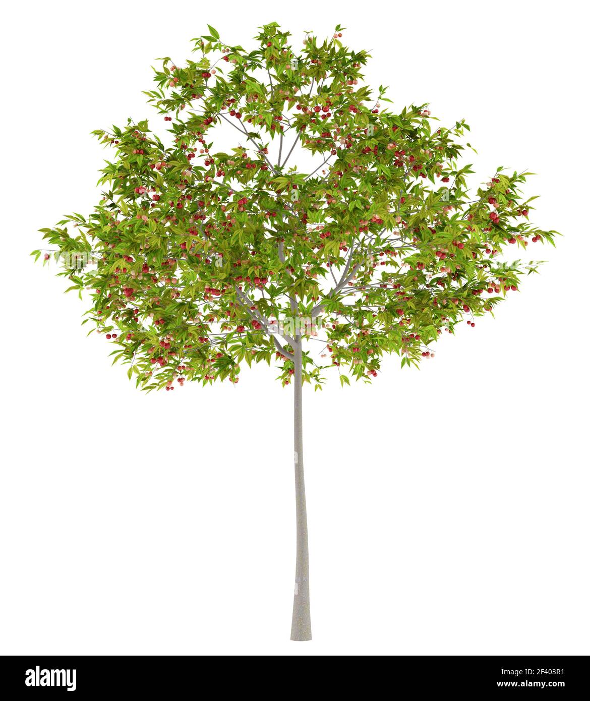 cherry tree with cherries isolated on white background. 3d illustration ...