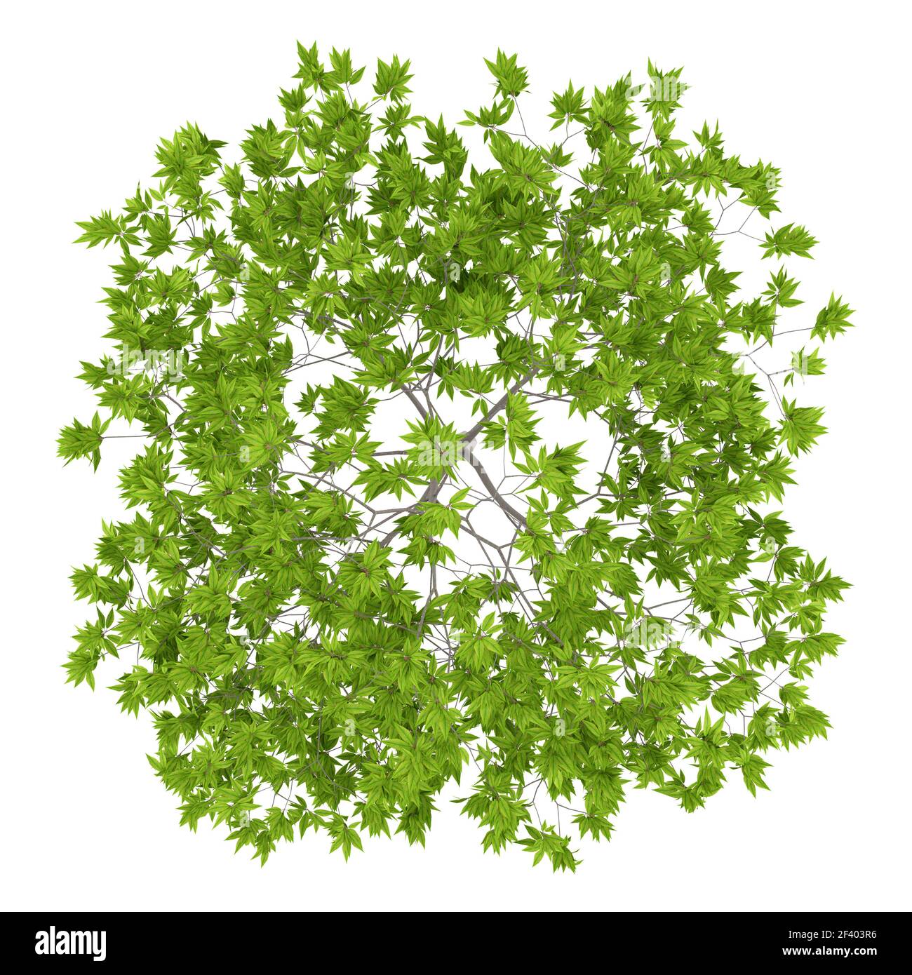 top view of cherry tree isolated on white background. 3d illustration ...