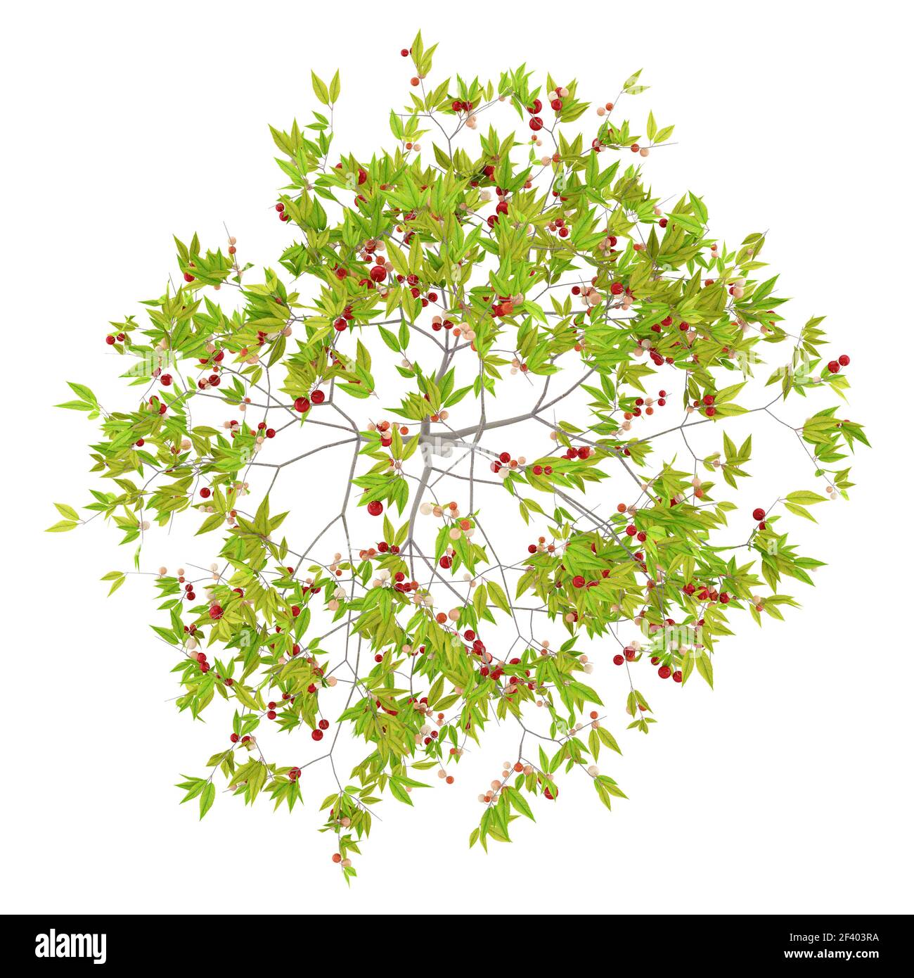 top view of cherry tree with cherries isolated on white background. 3d ...