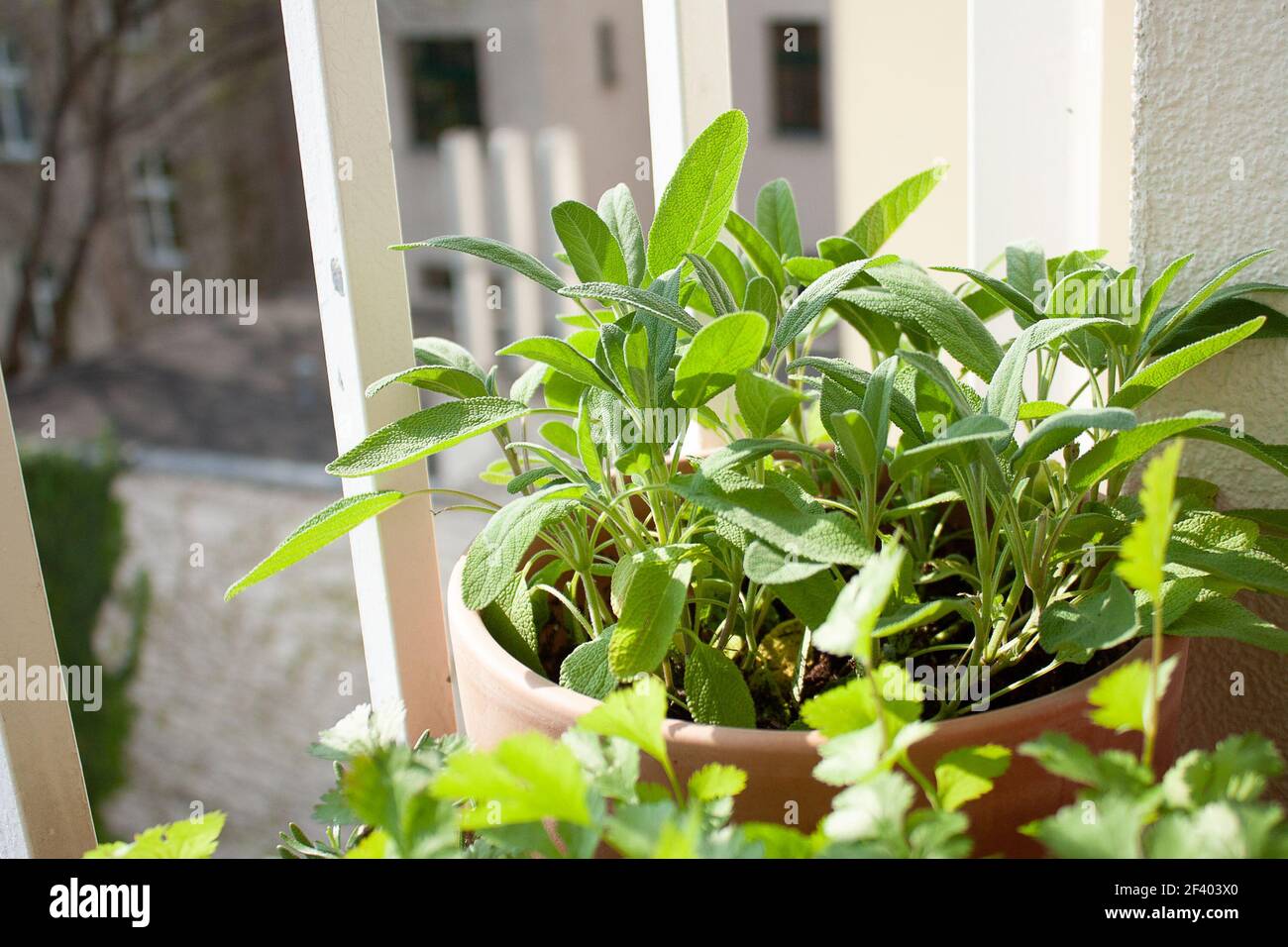 Fresh sage in a terracotta pot on a tiny balcony Stock Photo - Alamy