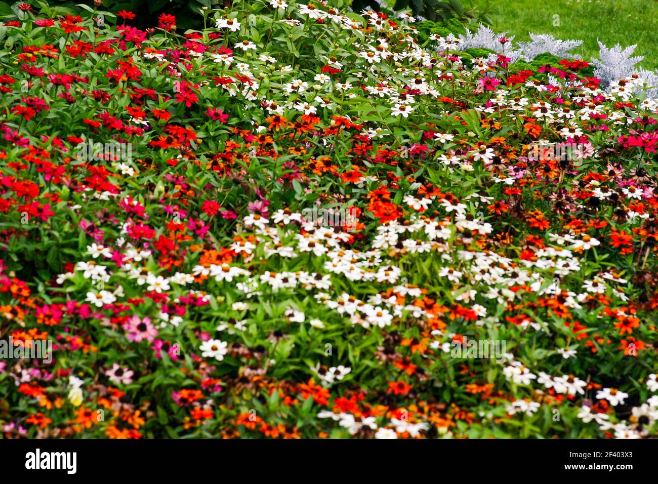 Beautiful Border of Daisy's Stock Photo - Alamy