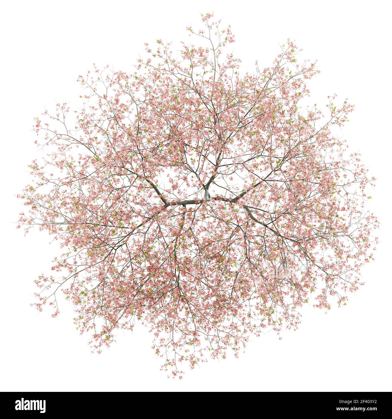 top view of flowering peach tree isolated on white background. 3d ...