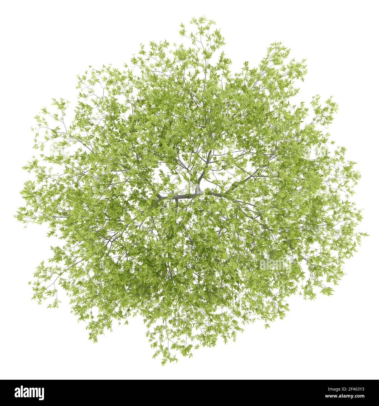 top view of peach tree isolated on white background. 3d illustration ...