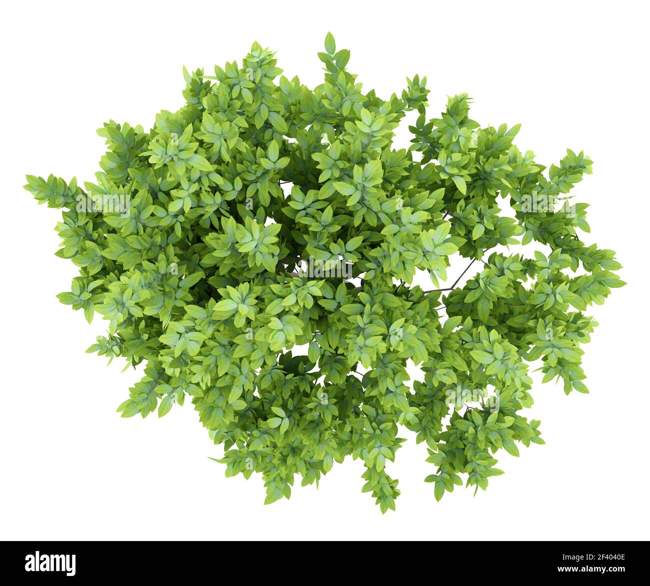 top view of lemon tree isolated on white background. 3d illustration ...