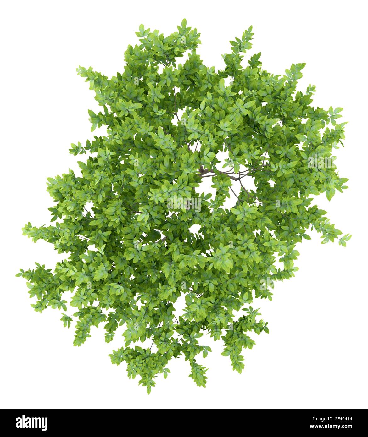 top view of lemon tree isolated on white background. 3d illustration ...