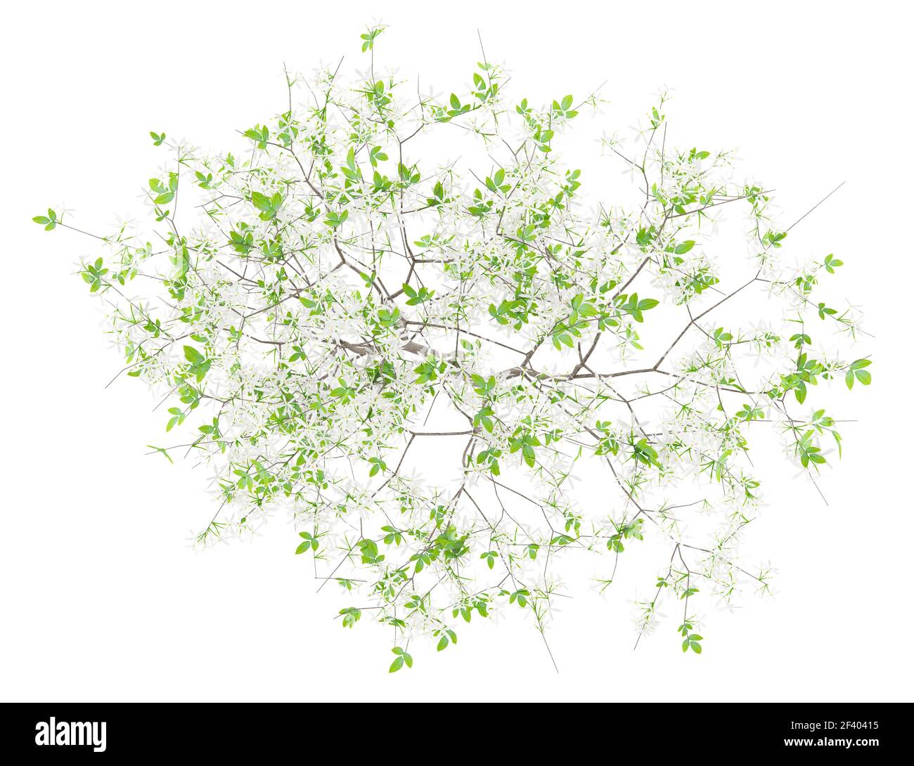 top view of flowering lemon tree isolated on white background. 3d ...