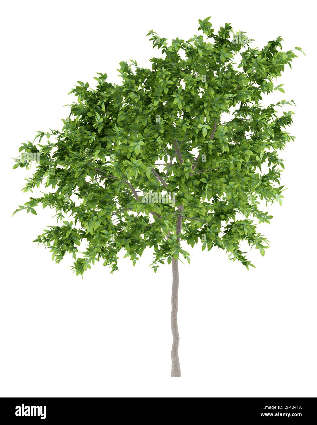 lemon tree isolated on white background. 3d illustration Stock Photo ...