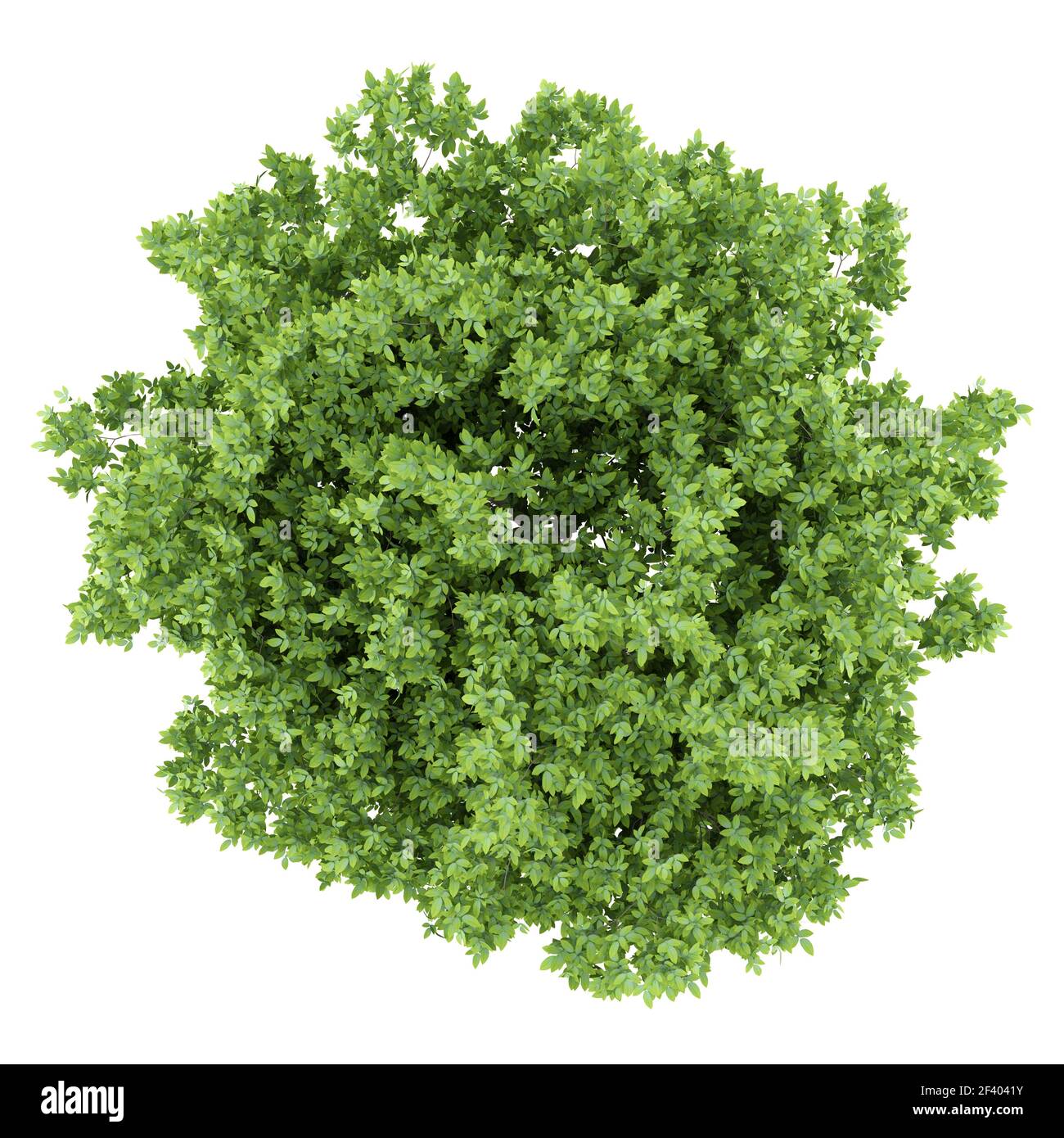 top view of lemon tree isolated on white background. 3d illustration ...