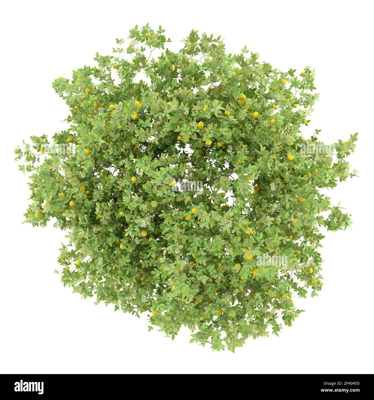 top view of lemon tree with lemons isolated on white background. 3d ...