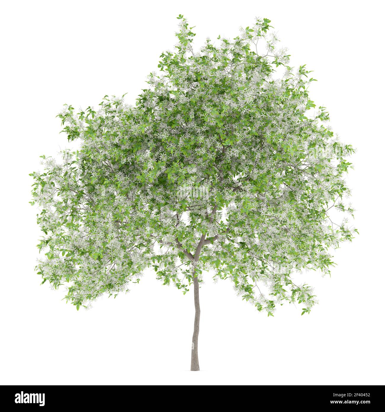 flowering lemon tree isolated on white background. 3d illustration ...