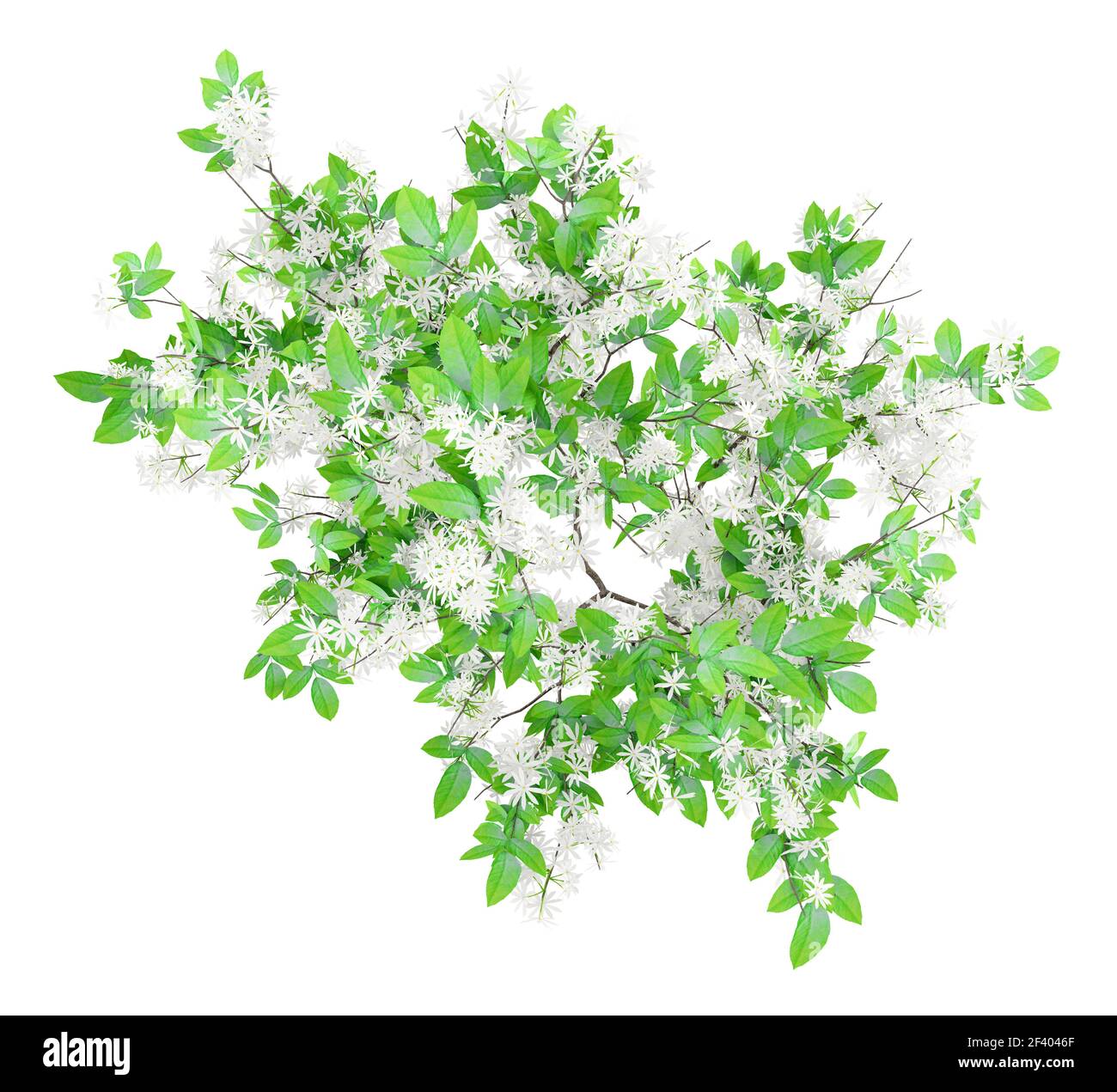 top view of flowering orange tree isolated on white background. 3d ...