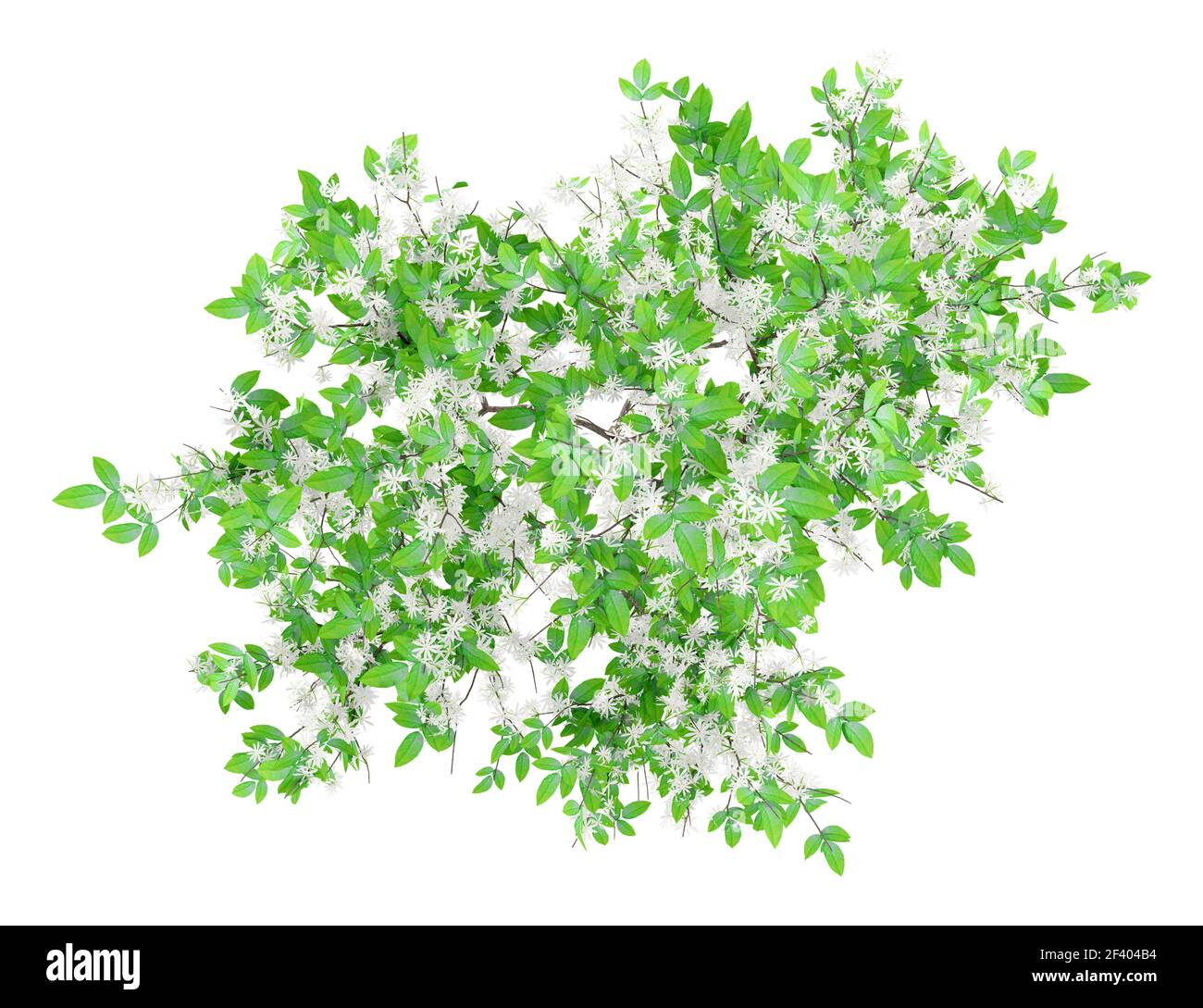 top view of flowering orange tree isolated on white background. 3d ...
