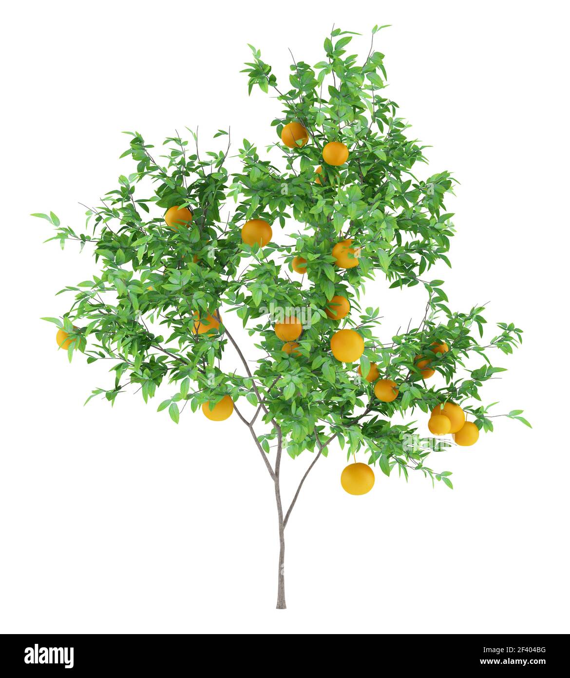 orange tree with oranges isolated on white background. 3d illustration ...