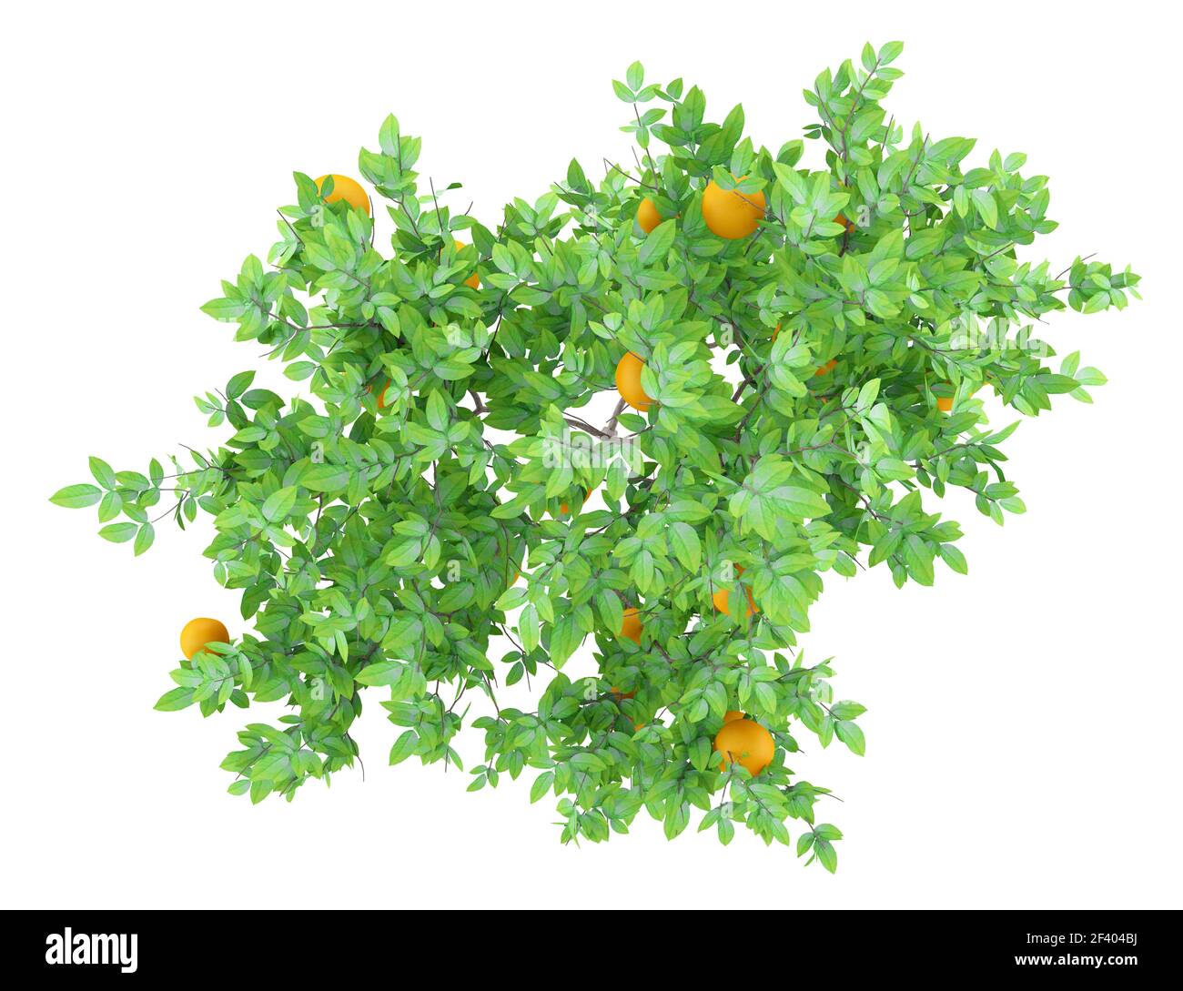 top view of orange tree with oranges isolated on white background. 3d ...