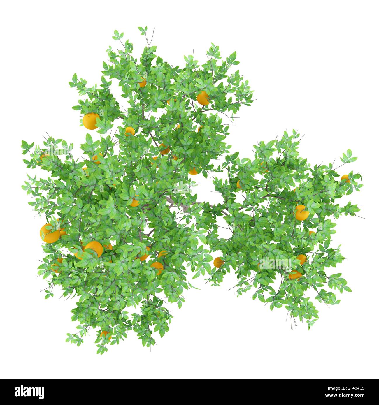 orange tree with oranges isolated on white background. top view. 3d ...