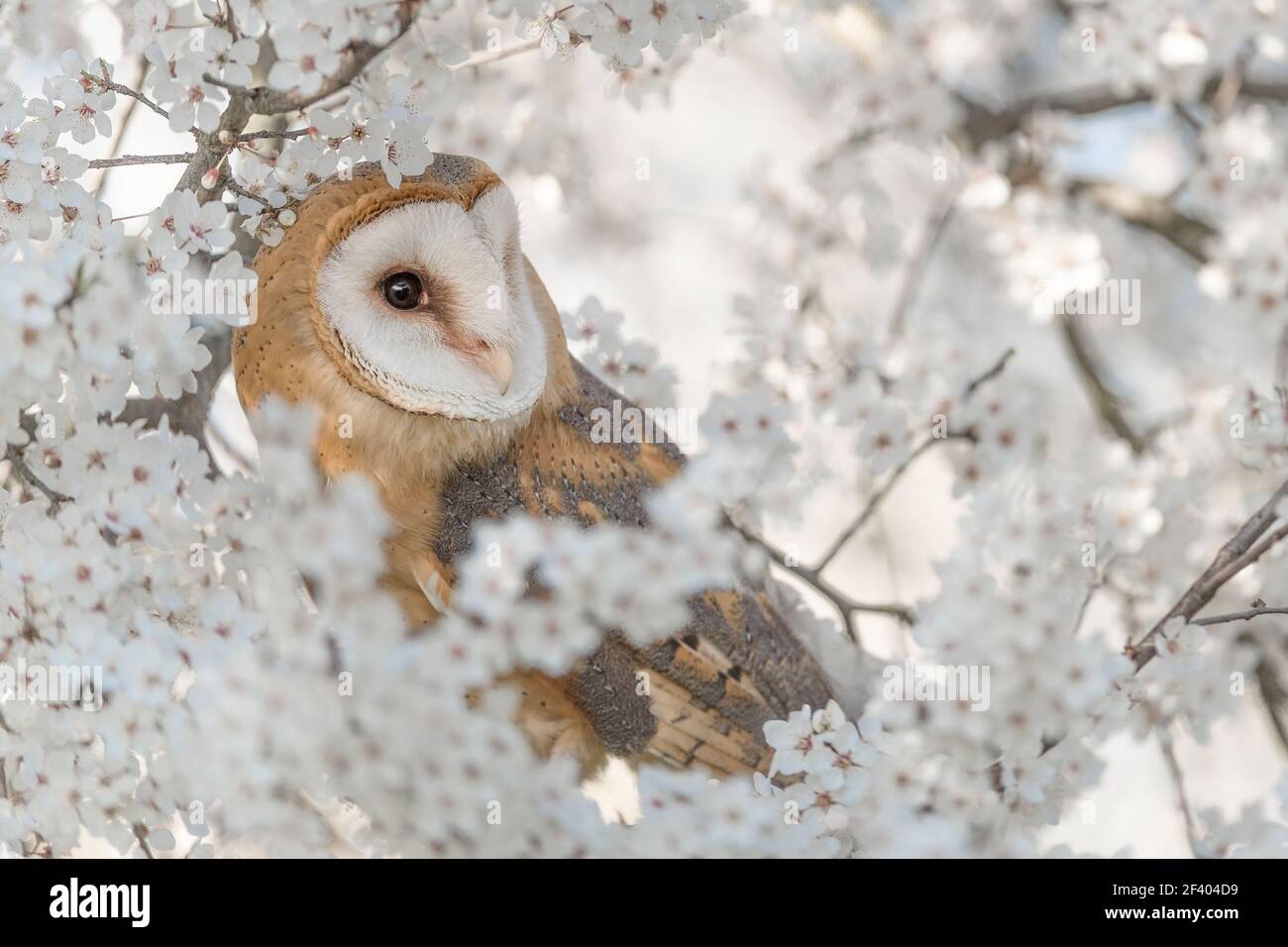 The beautiful Barn owl in spring season (Tyto alba Stock Photo - Alamy