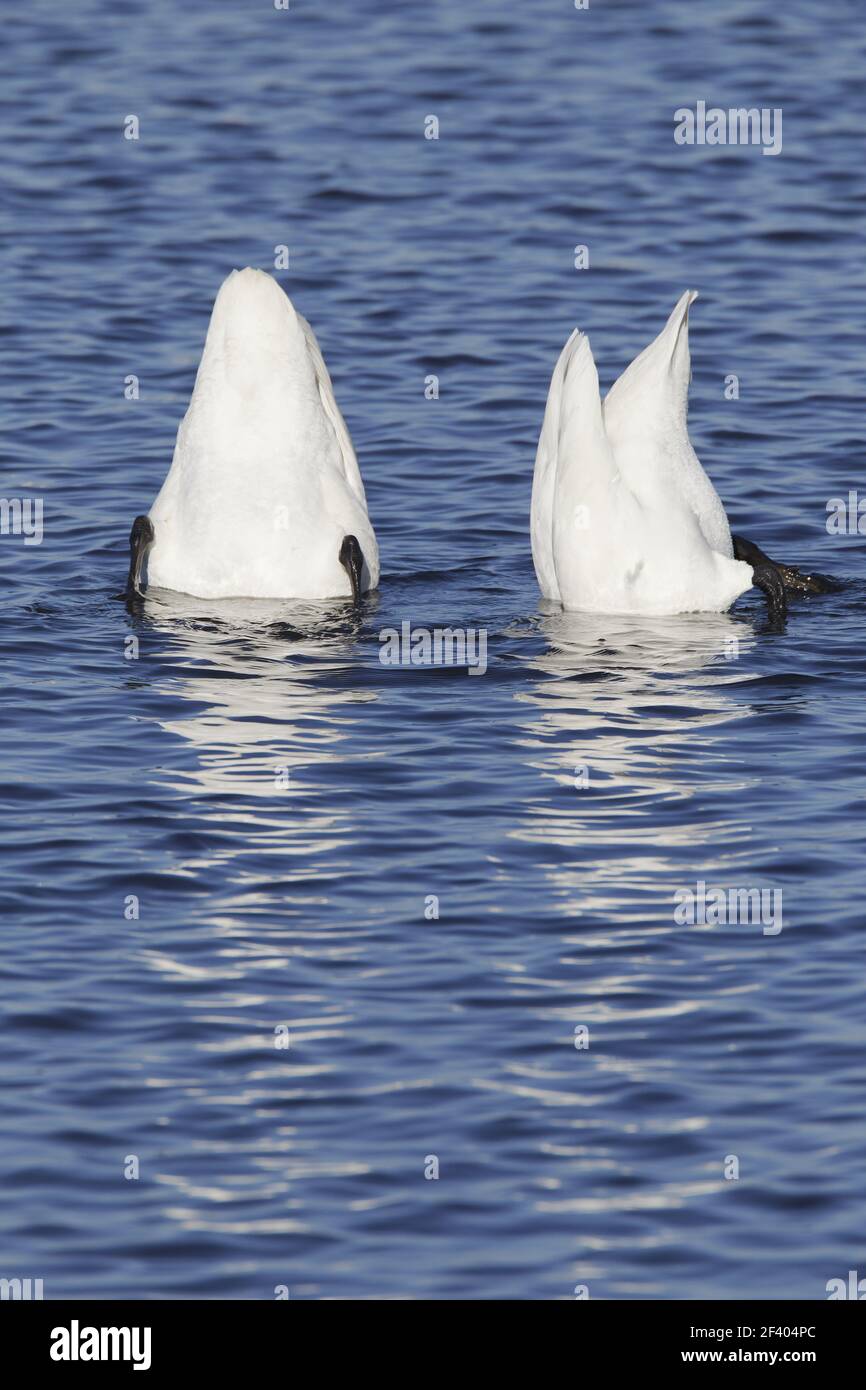 Upending swans hi-res stock photography and images - Alamy