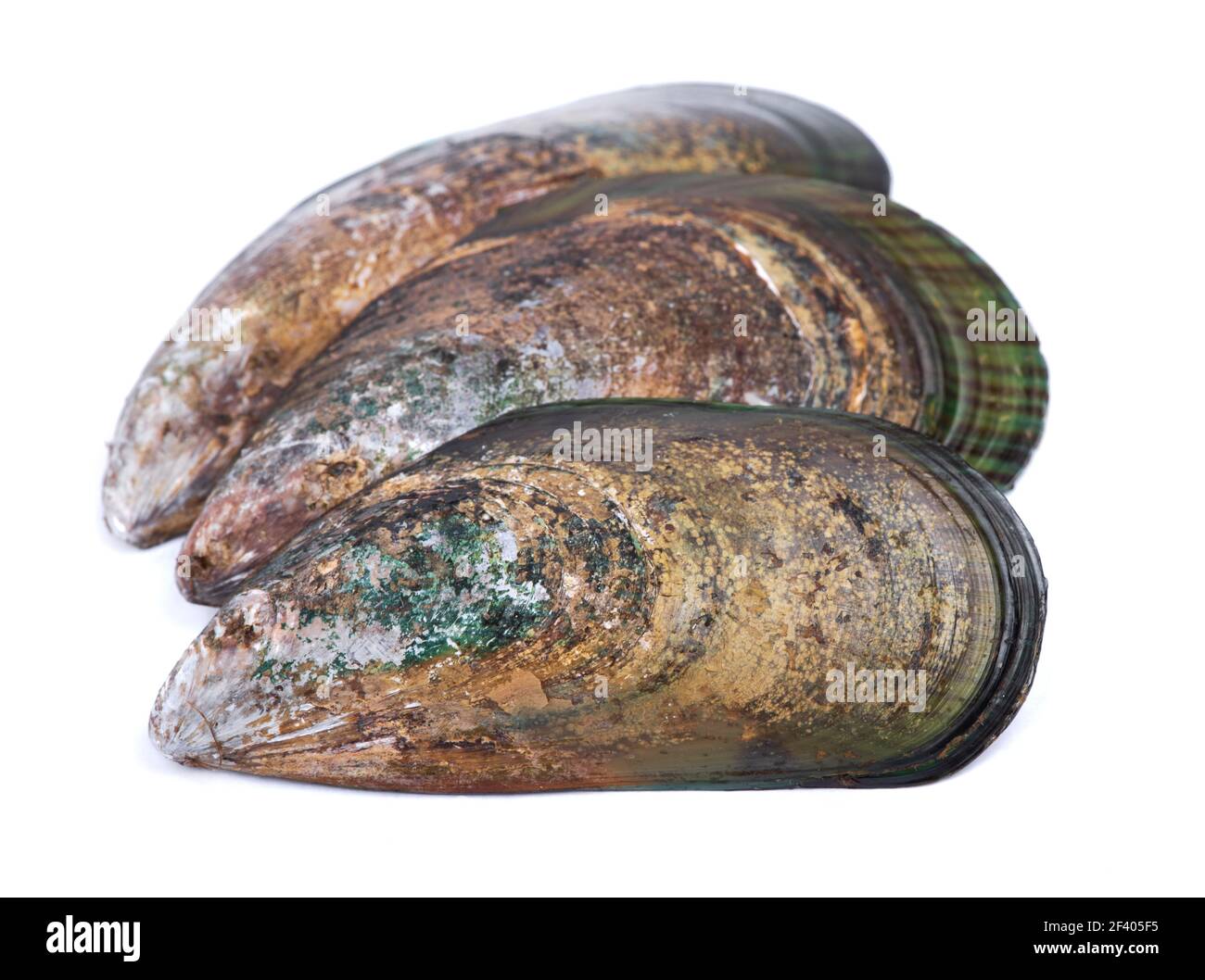Group of empty opened mussel shells isolated over white background ...