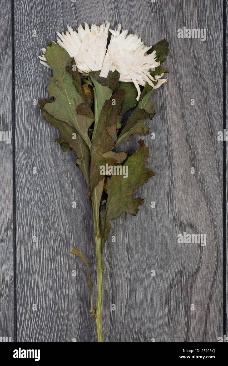 Dried dead flower on floor Stock Photo - Alamy