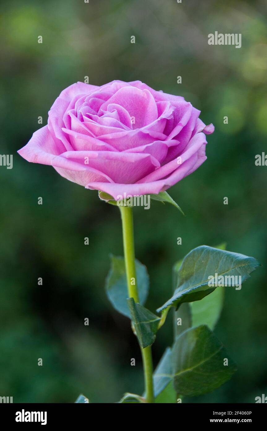 116 jpg hi-res stock photography and images - Alamy