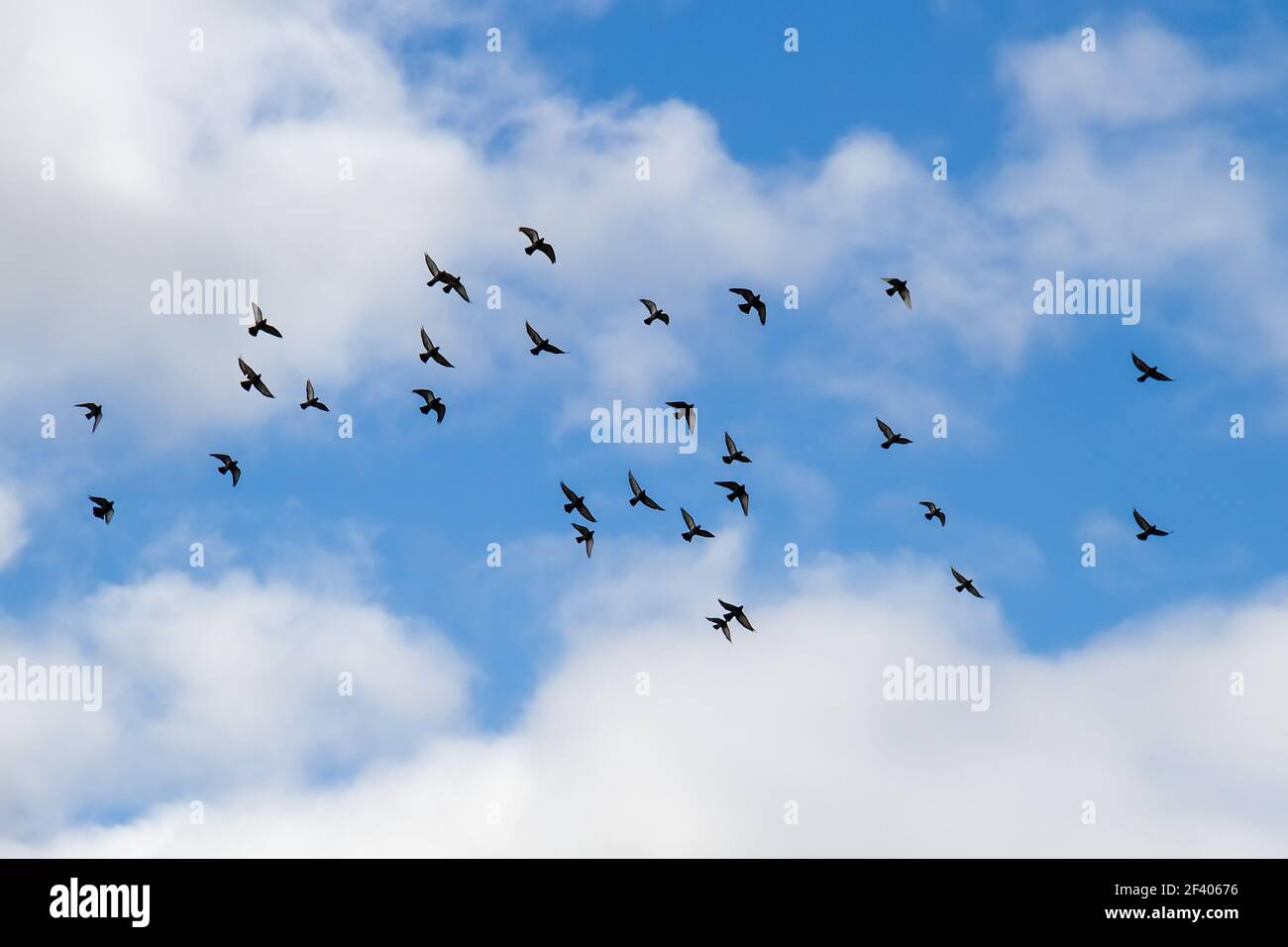 Flock of pigeons in flight hi-res stock photography and images - Alamy