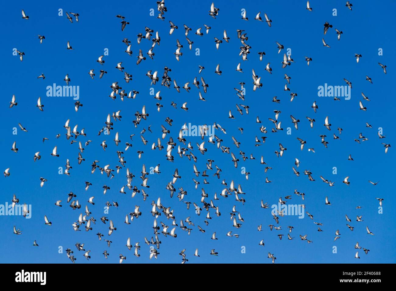 Huge flock of pigeons in flight Stock Photo - Alamy