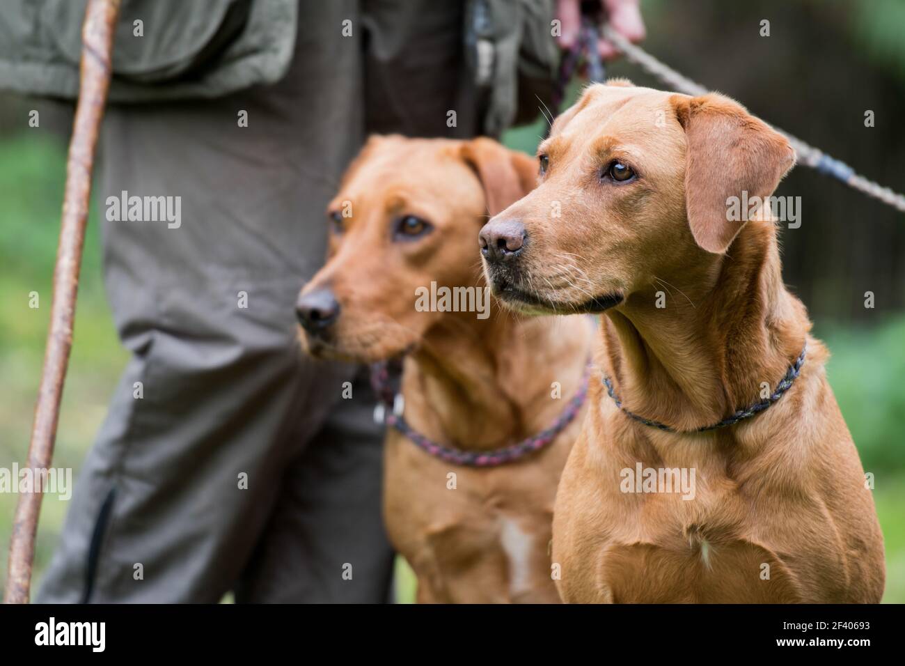 Two fox red working labradors Stock Photo - Alamy
