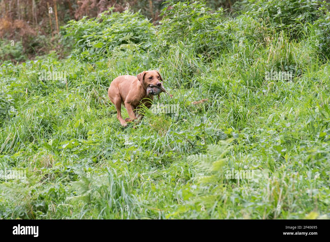 A fox red labrador retrieving a partridge Stock Photo - Alamy