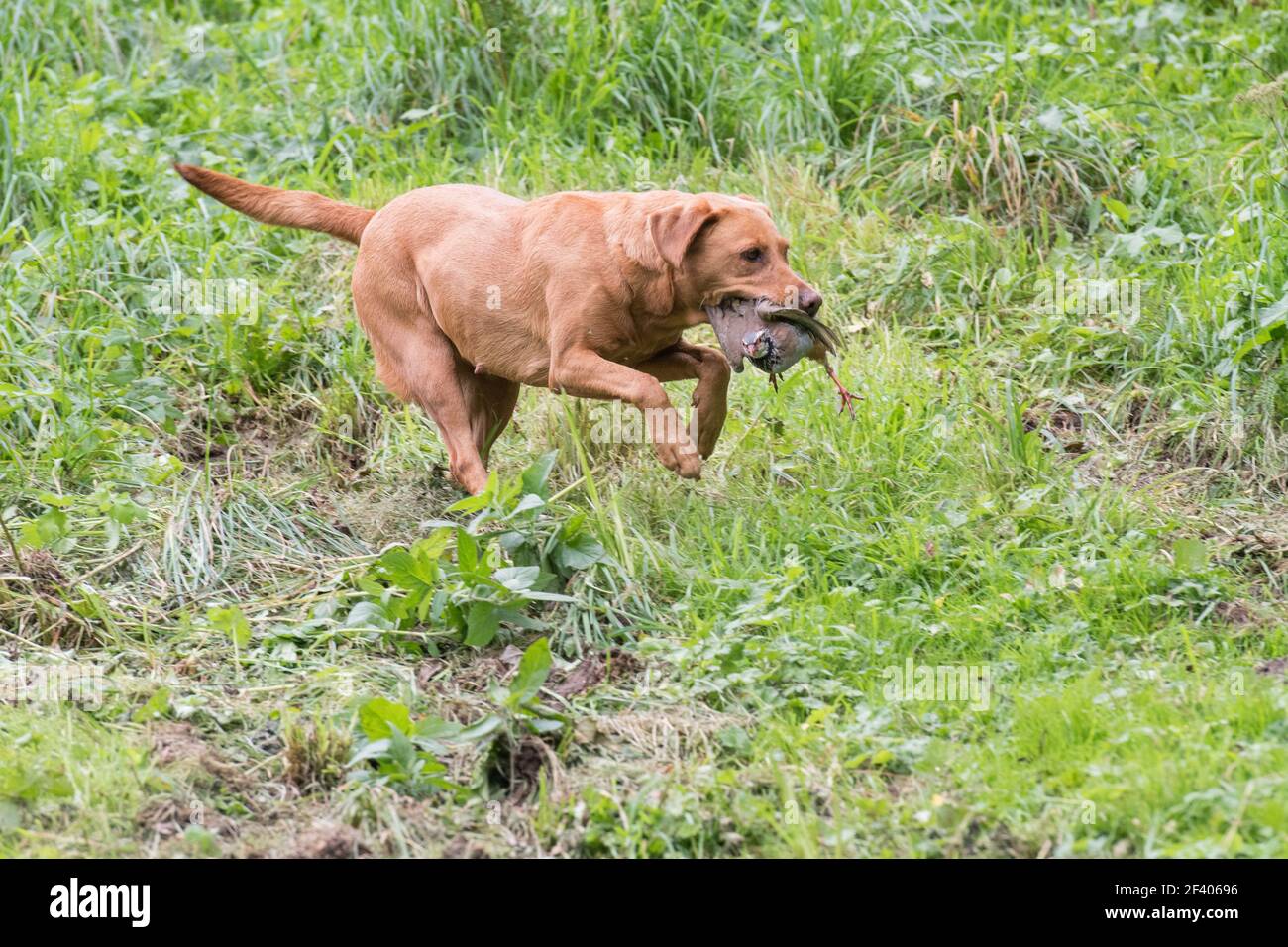 A fox red labrador retrieving a partridge Stock Photo - Alamy