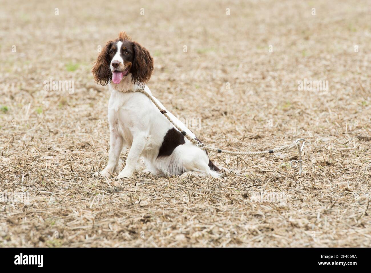 Working tri coloured springer spaniel Stock Photo - Alamy