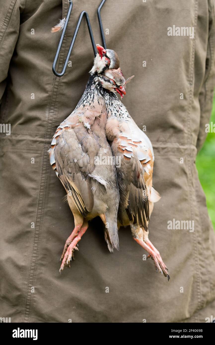 Two partridge in a game carrier Stock Photo - Alamy