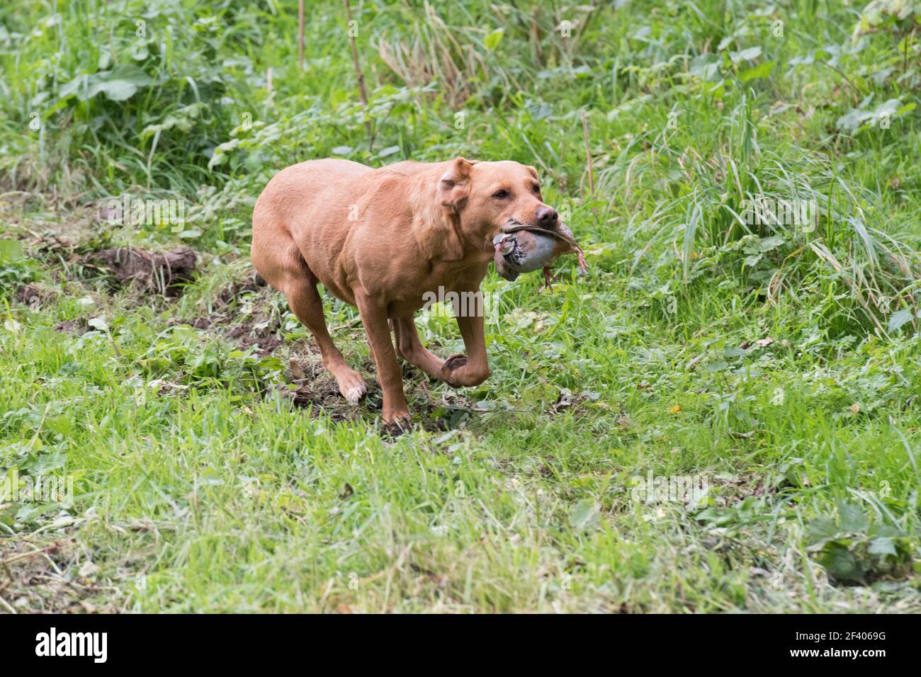 A fox red labrador retrieving a partridge Stock Photo - Alamy