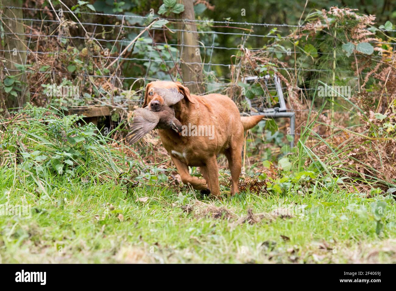 A fox red labrador retrieving a partridge Stock Photo - Alamy