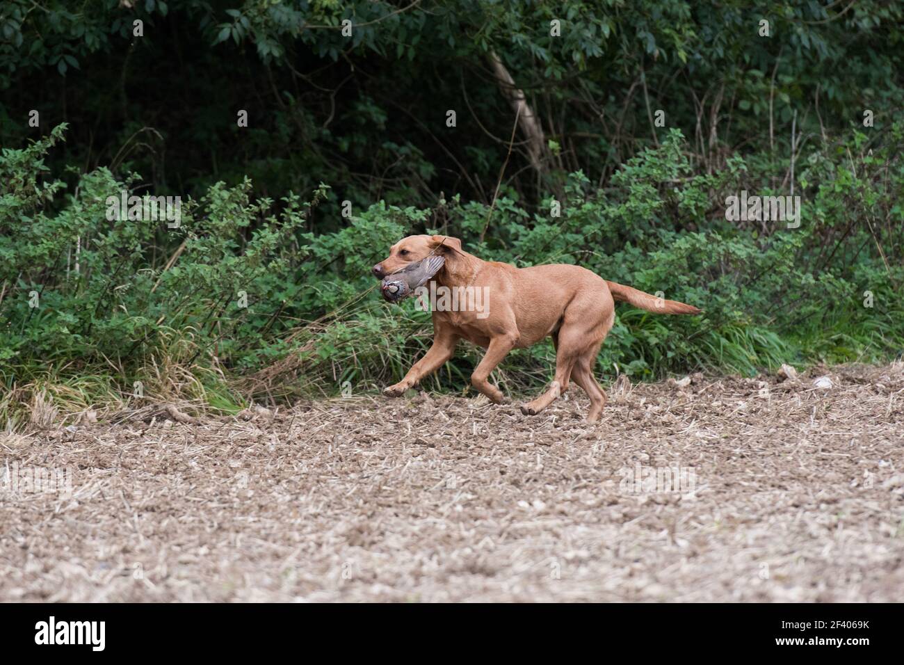Fox red labrador running hi-res stock photography and images - Alamy