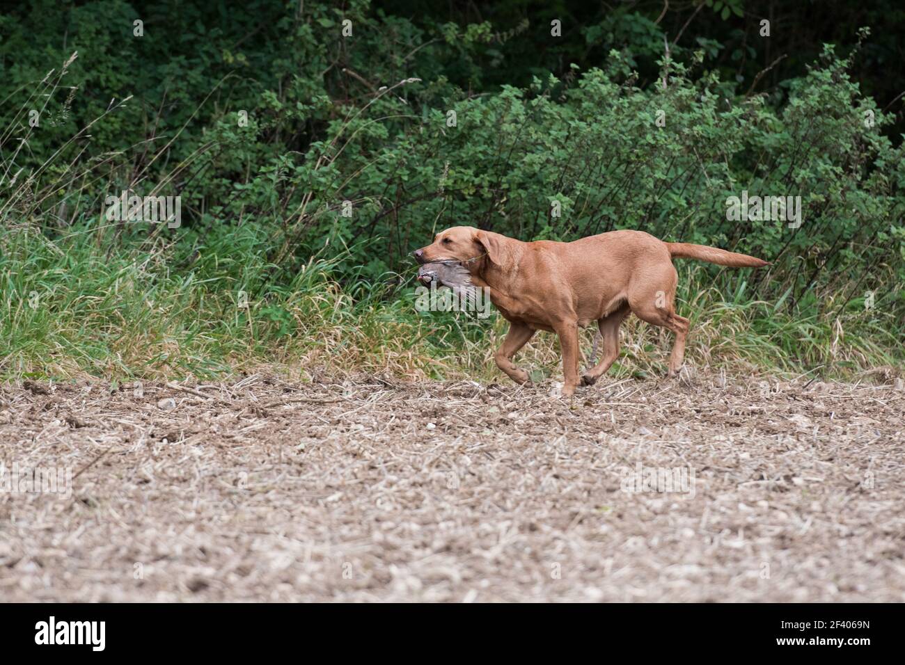 A fox red labrador retrieving a partridge Stock Photo - Alamy