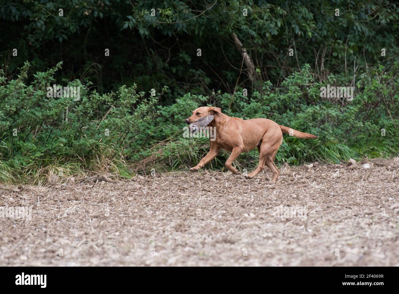 A fox red labrador retrieving a partridge Stock Photo - Alamy