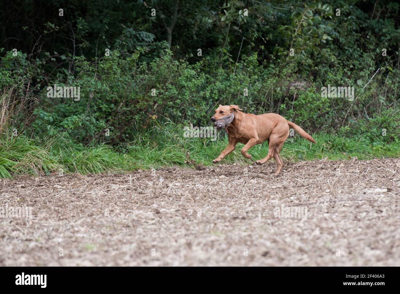 A fox red labrador retrieving a partridge Stock Photo - Alamy