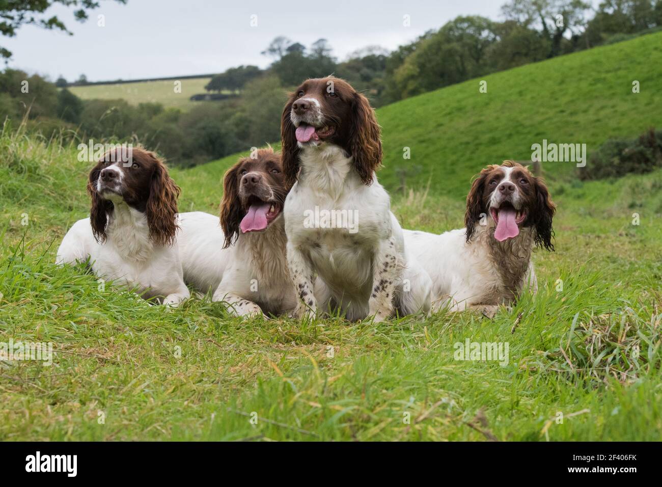 A portrait of four working springer spaniels on a shoot day Stock Photo ...
